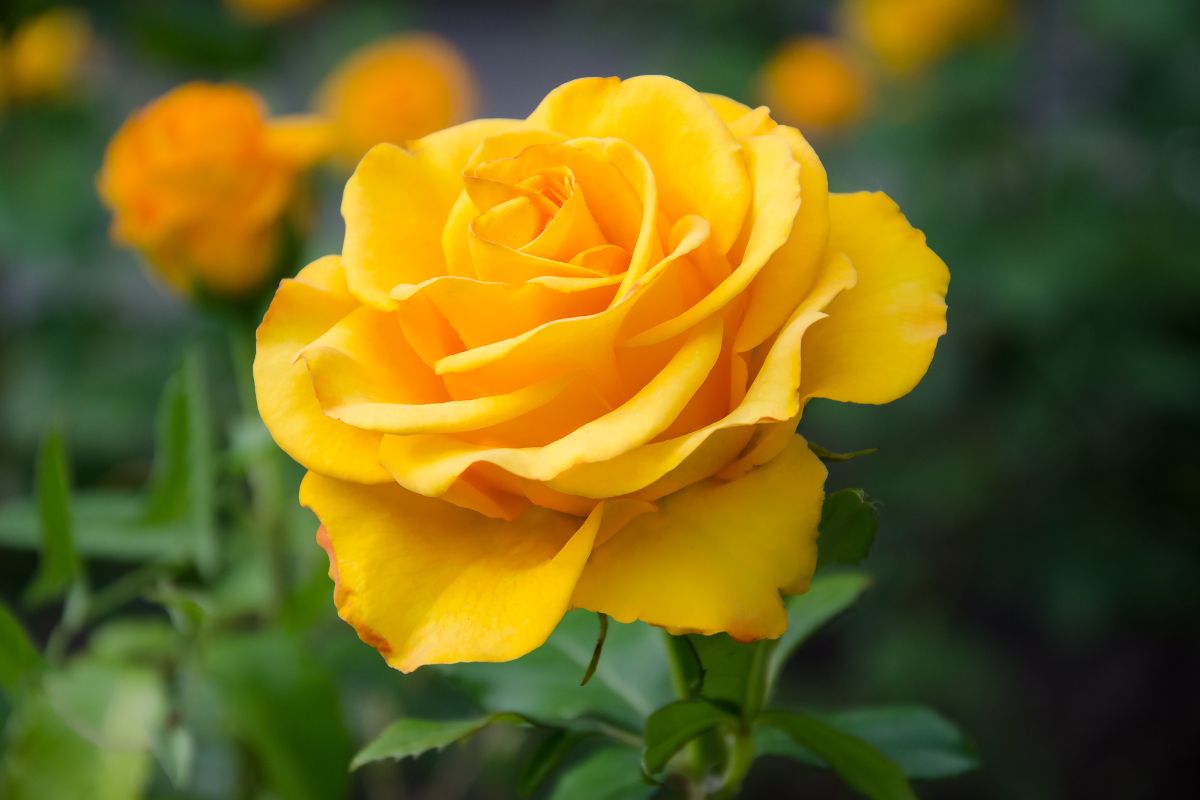 Cosa simboleggiano le rose gialle? Scopri il loro vero significato