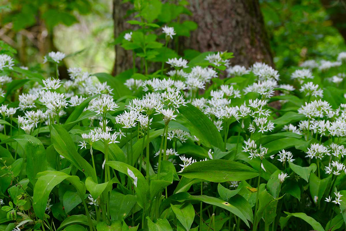 Come coltivare l’aglio orsino: guida completa per orto e balcone