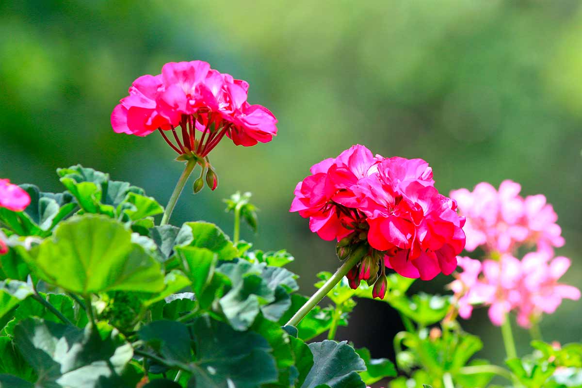 Il segreto per gerani splendidi? Tutto parte da aprile