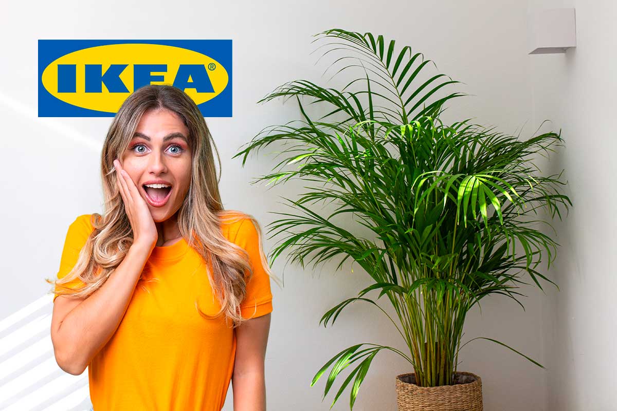 In offerta con IKEA Family: la palma Areca a un prezzo speciale! Ecco come curarlo